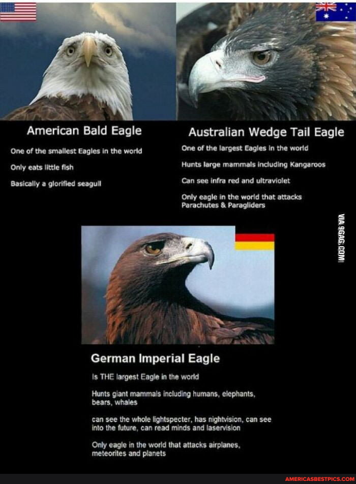 American Bald Eagle Australian Wedge Tail Eagle 'One of the smallest Eagles in the world One of ...