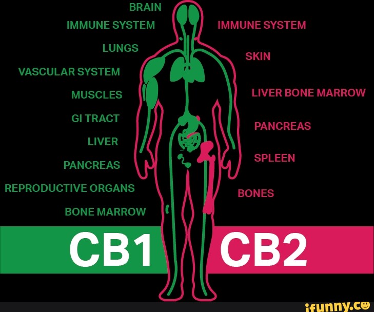 Pancreas memes. Best Collection of funny Pancreas pictures on iFunny