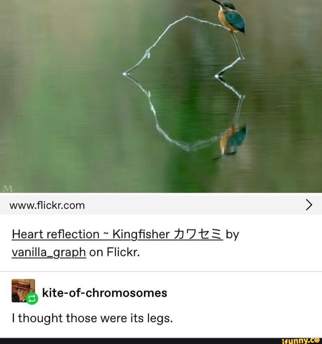 Kingfisher memes. Best Collection of funny Kingfisher pictures on iFunny