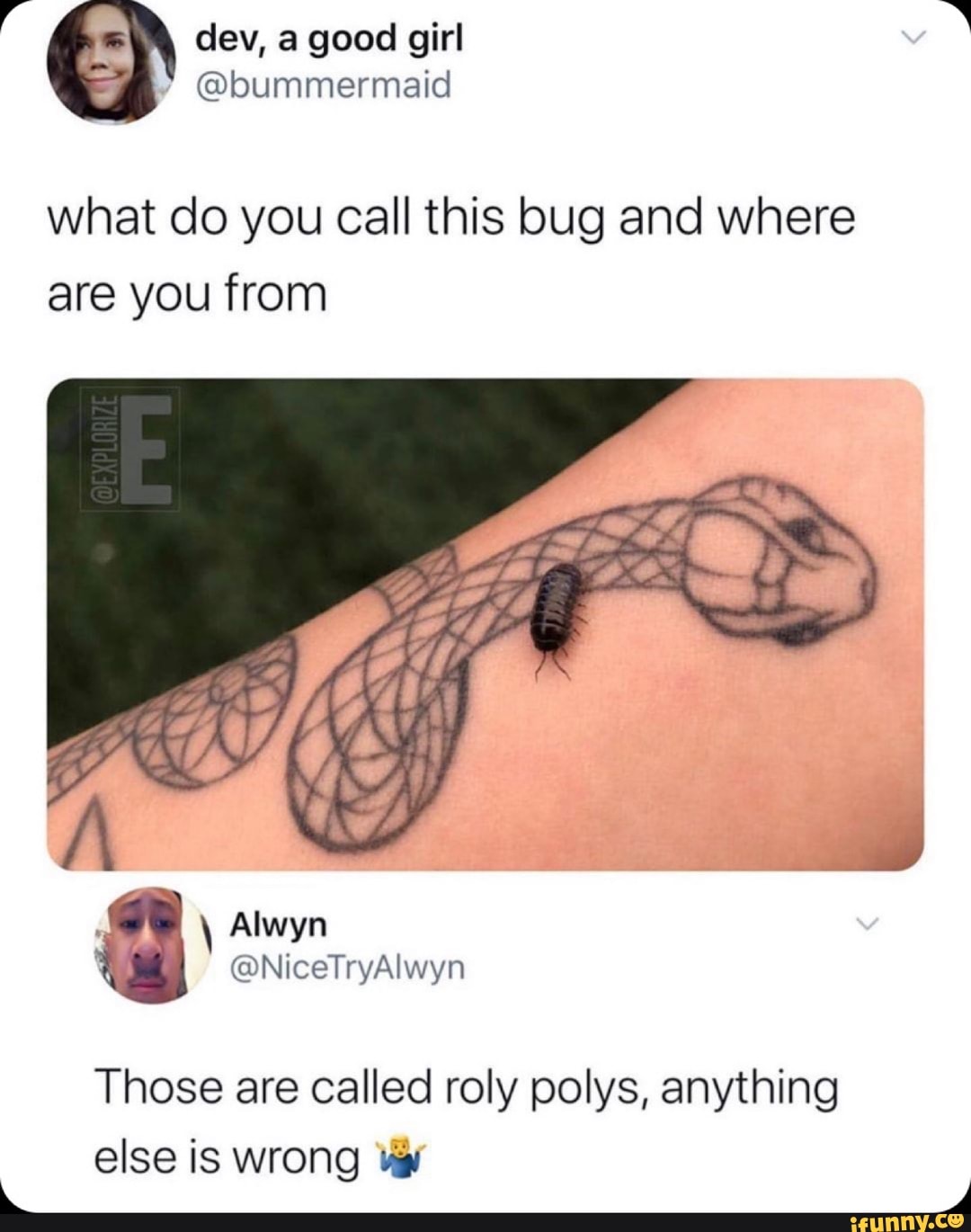 What do you call this bug and where are you from Those are called roly ...