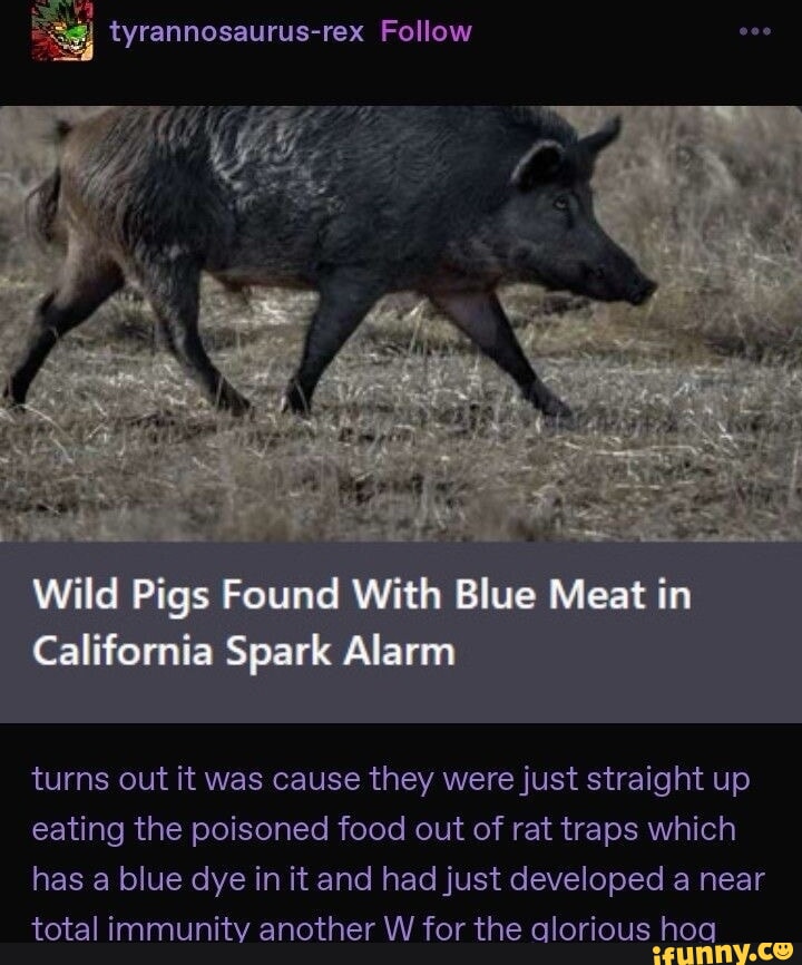 Tyrannosaurus-rex Follow ooo Wild Pigs Found With Blue Meat in ...