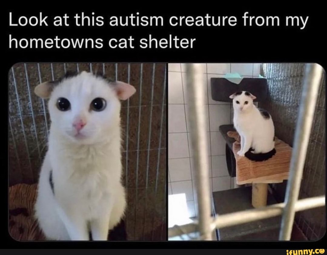Look at this autism creature from my hometowns cat shelter I - iFunny ...