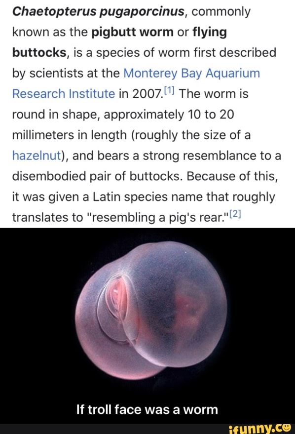 Chaetopterus pugaporcinus, commonly known as the pigbutt worm or flying ...