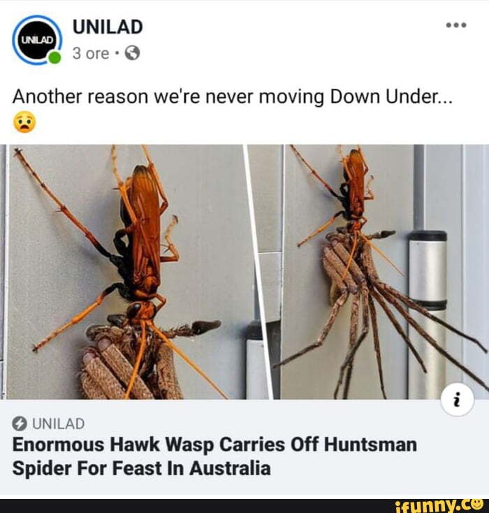O UNILAD Enormous Hawk Wasp Carries Off Huntsman Spider For Feast In ...