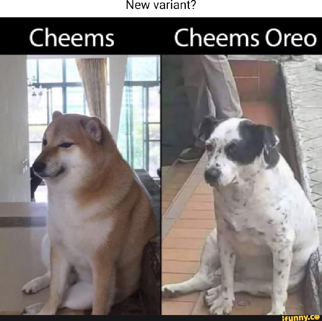 New variant? Cheems Cheems Oreo - iFunny