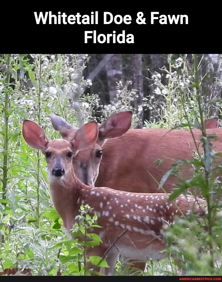 Whitetail Doe & Fawn Florida - America’s best pics and videos
