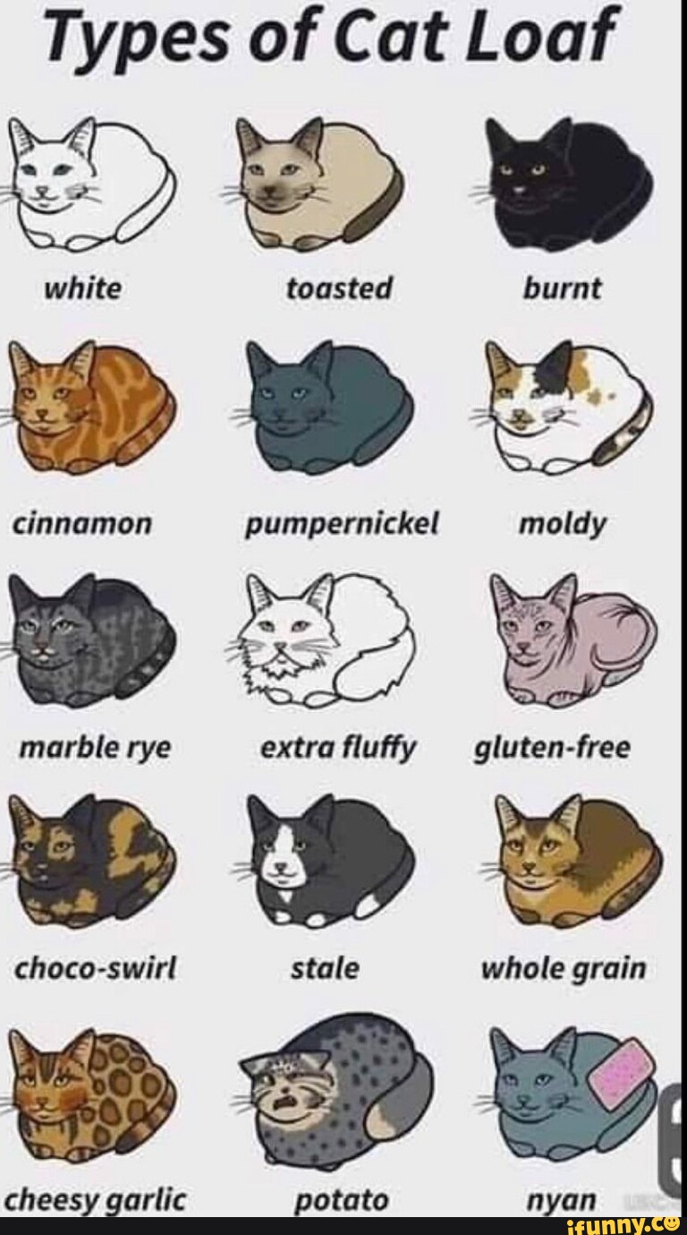 Types of Cat Loaf white cinnamon marble rye choco-swirl cheesy garlic ...