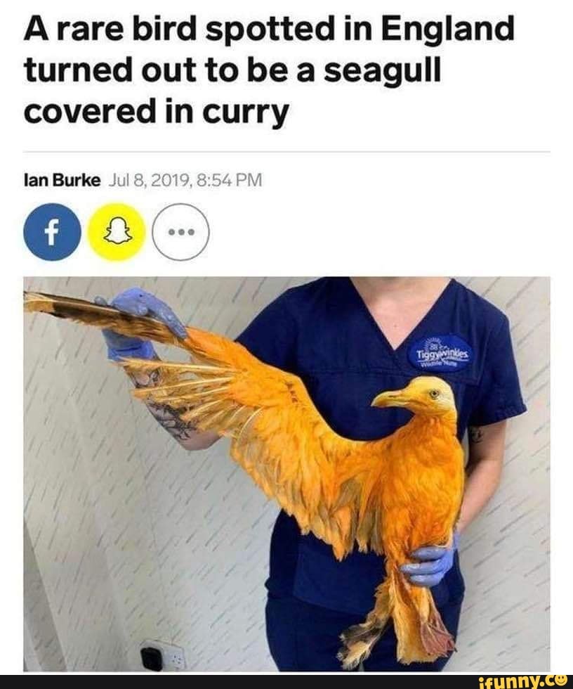 Rare bird spotted in England turned out to be a seagull covered in ...