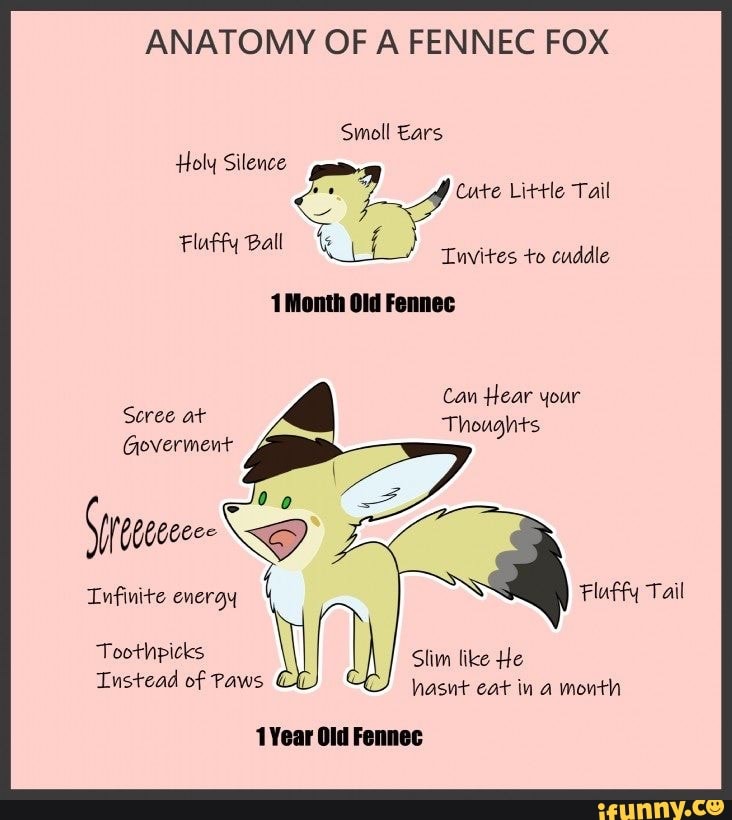 ANATOMY OF A FENNEC FOX Small Ears Holy Silence Cute Little Tail Fluffy ...