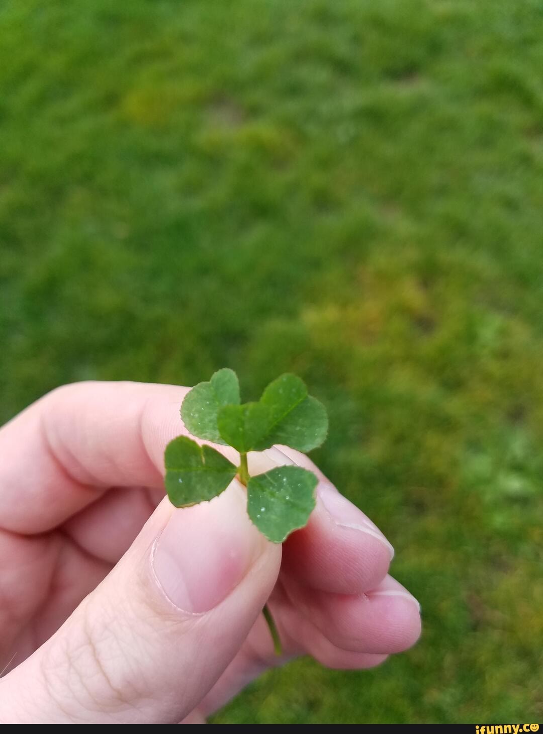 Four_leaf_clover memes. Best Collection of funny Four_leaf_clover ...