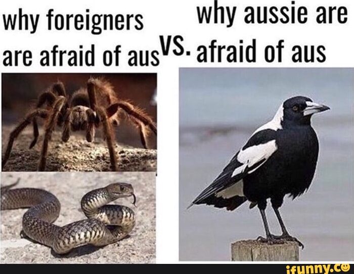 Magpie memes. Best Collection of funny Magpie pictures on iFunny