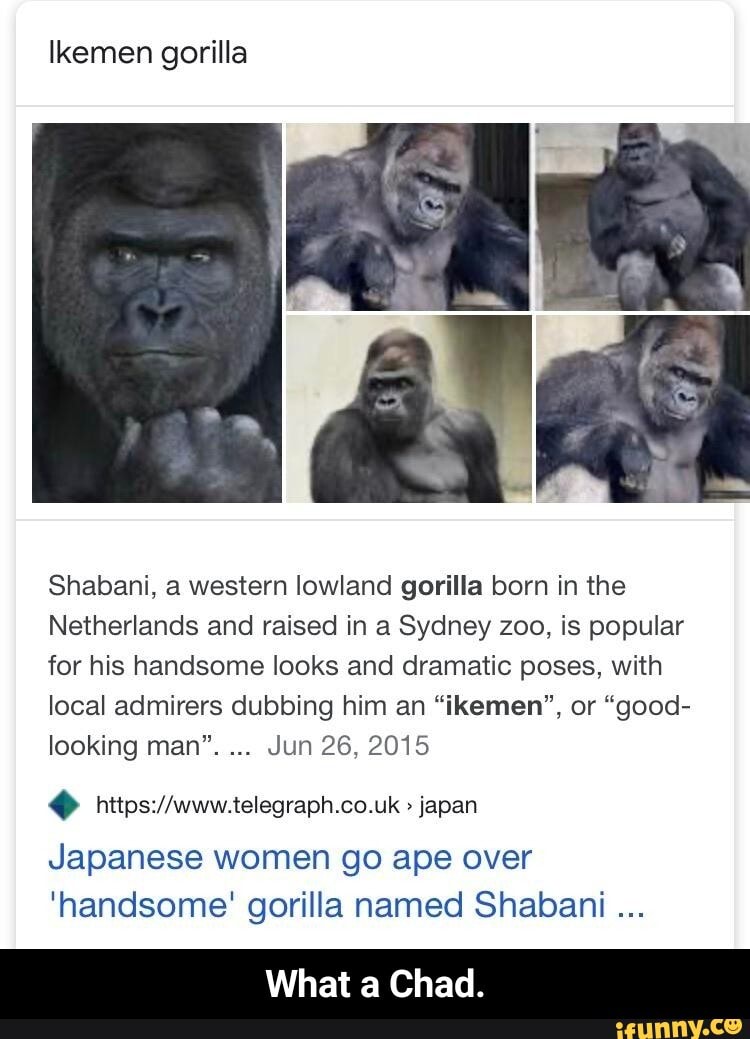 Ikemen gorilla Shabani, a western lowland gorilla born in the ...