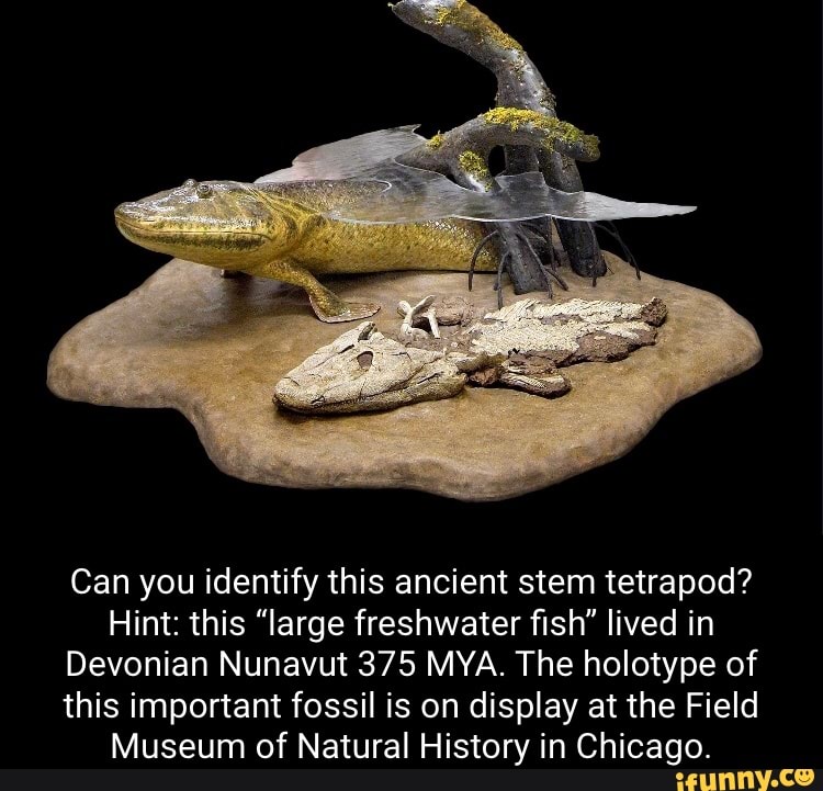Can you identify this ancient stem tetrapod? Hint: this "large ...