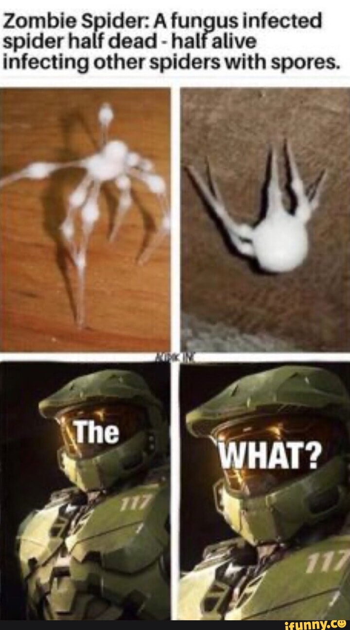Zombie Spider: A fungus infected spider half dead - half alive ...