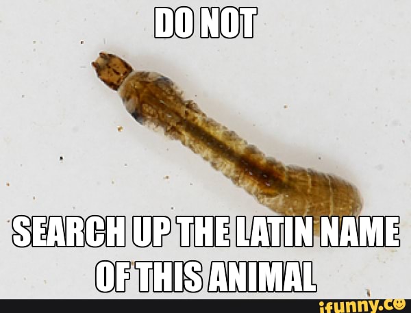 Discoverlife memes. Best Collection of funny Discoverlife pictures on ...