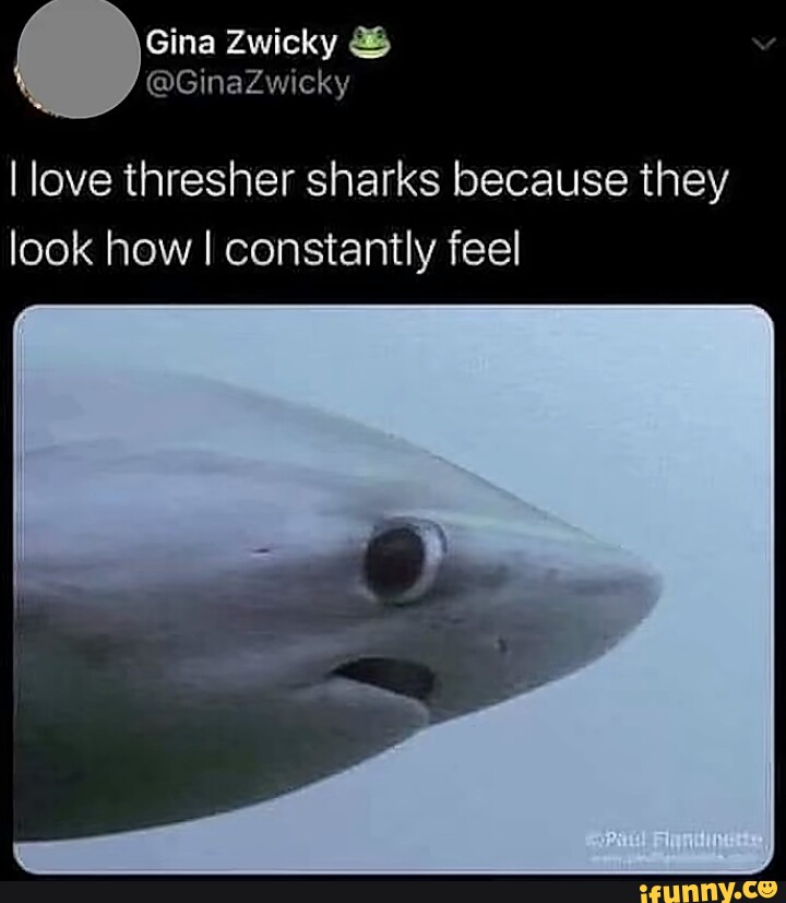 Shy Shark Meme