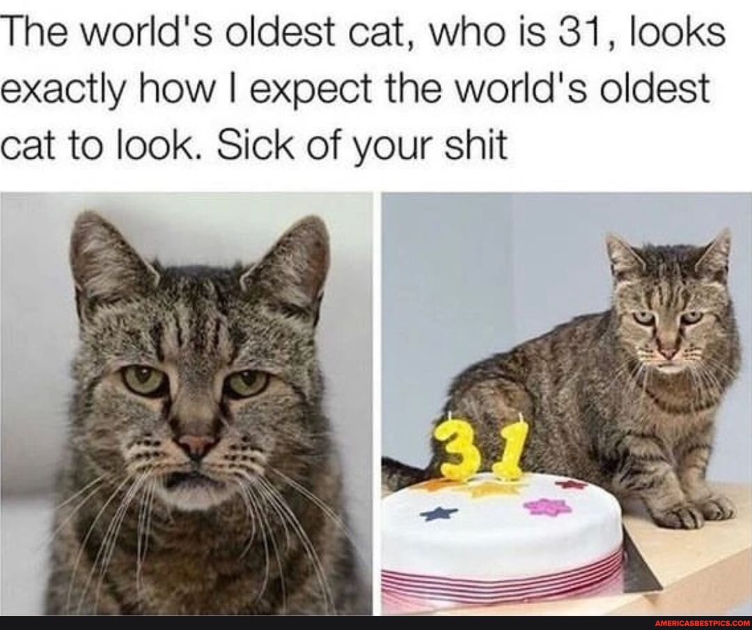 Catmemes catmemesdaily cat kitten instacat catmemesarethebest memecat ...