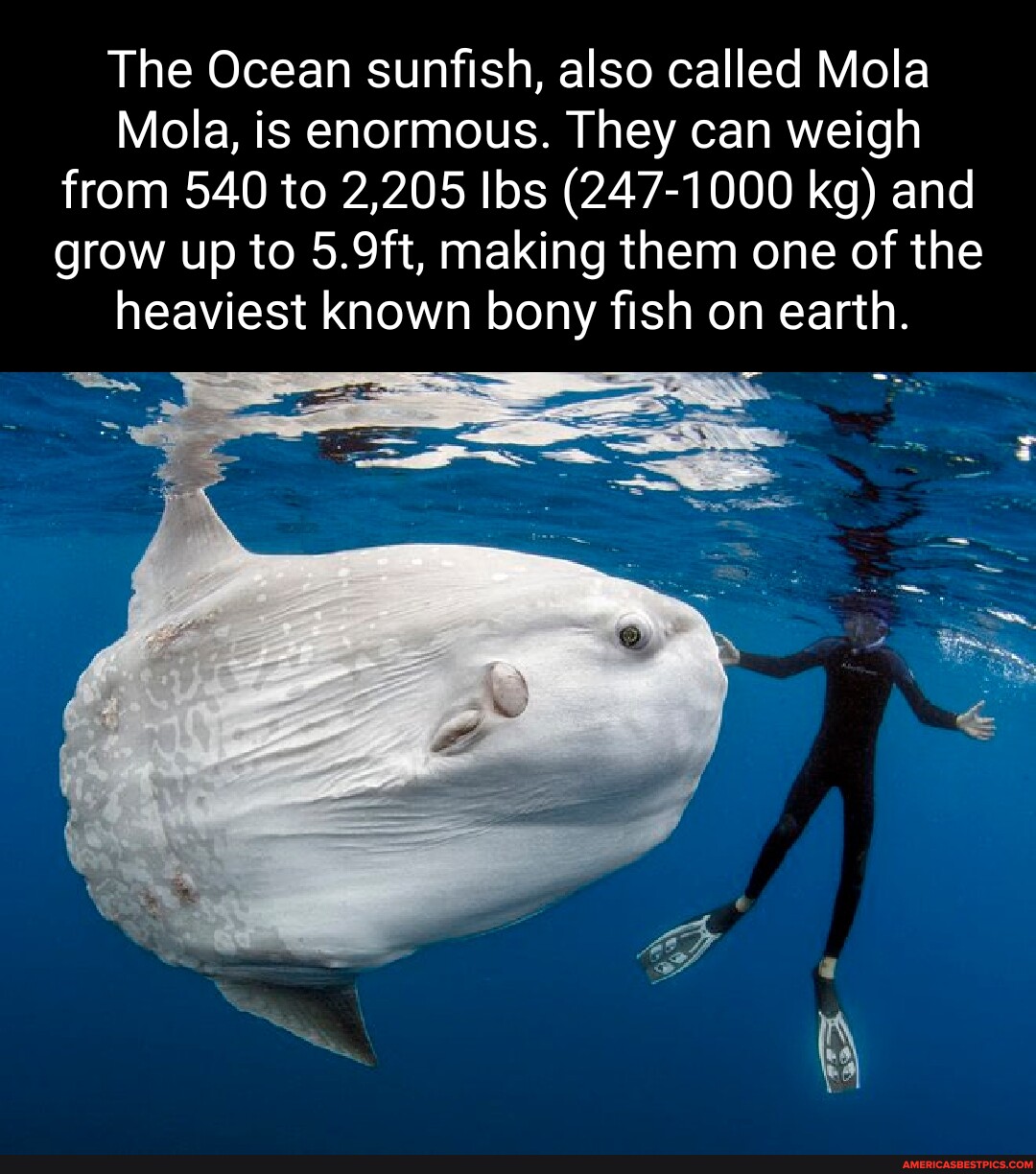 The Ocean sunfish, also called Mola Mola, is enormous. They can weigh from 540 to 2,205 Ibs (247 ...