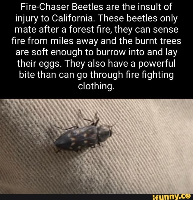 Fire-Chaser Beetles are the insult of injury to California. These ...