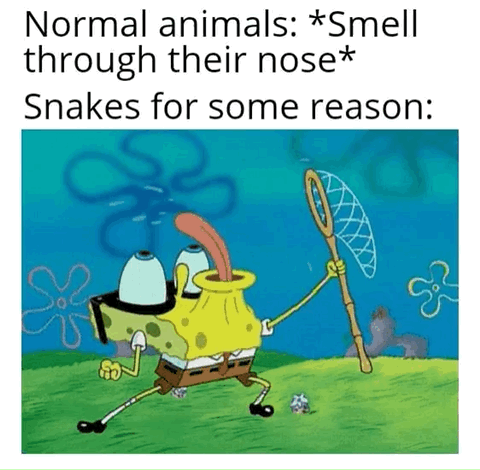 Normal animals: *Smell through their nose* Snakes for some reason: - iFunny