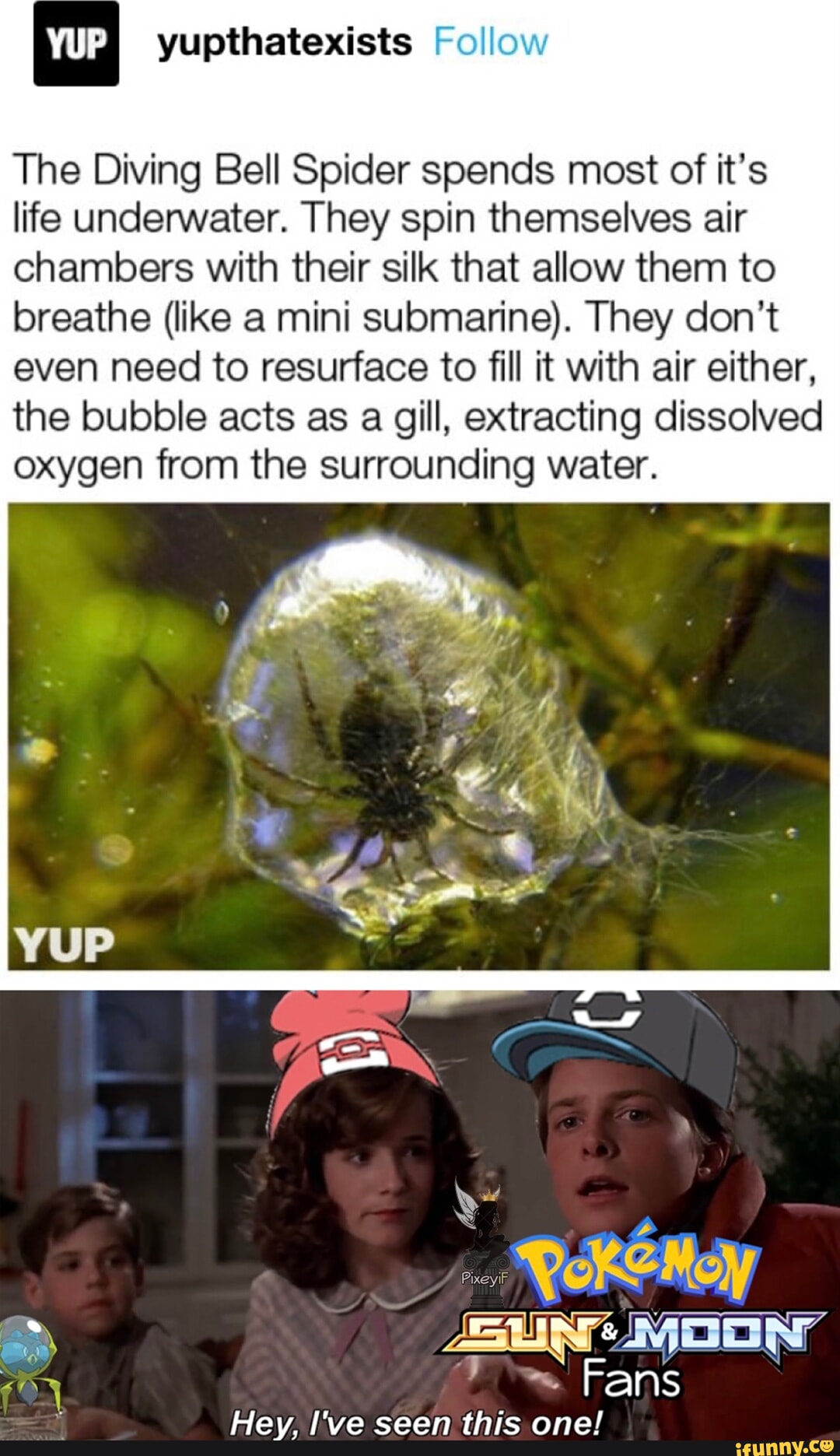 The Diving Bell Spider spends most of it's life underwater. They spin ...