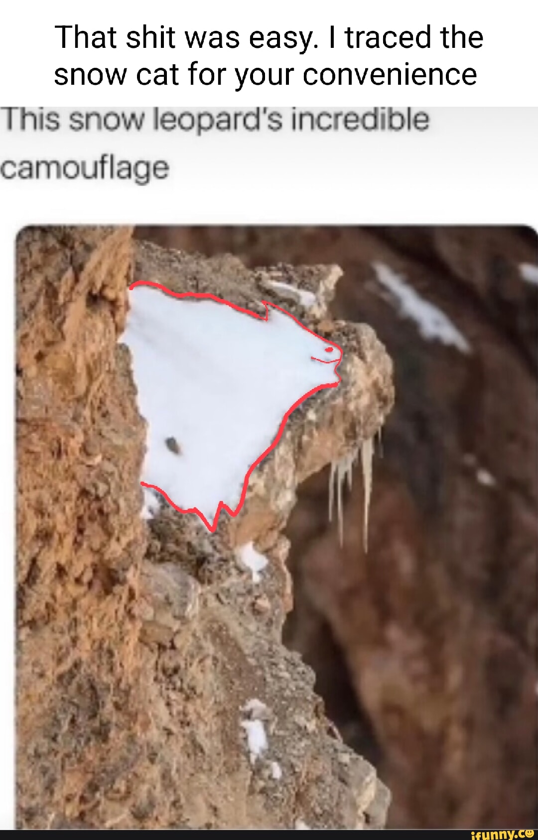 Leopards memes. Best Collection of funny Leopards pictures on iFunny