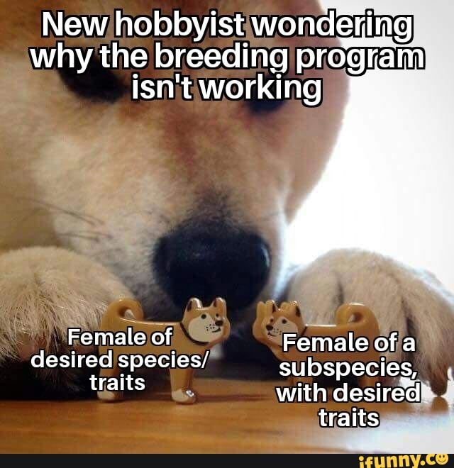 New hobbyist wondering why the breeding program isn't working Female of ...
