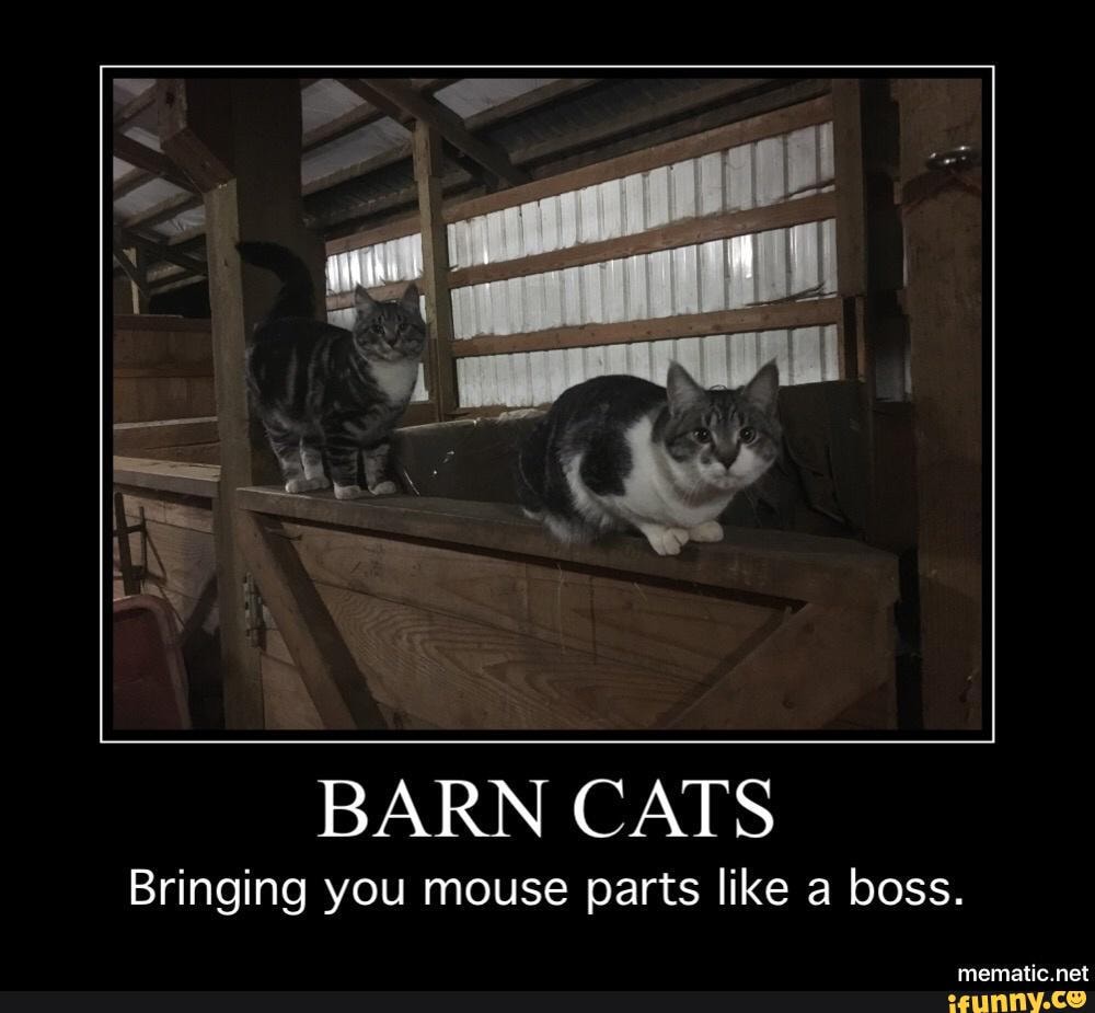 #cattax, #workingcats - BARN CATS Bringing you mouse parts like a boss ...