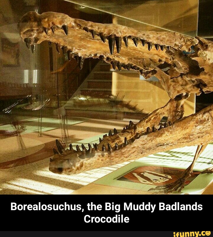 Borealosuchus, the Big Muddy Badlands Crocodile - Borealosuchus, the ...