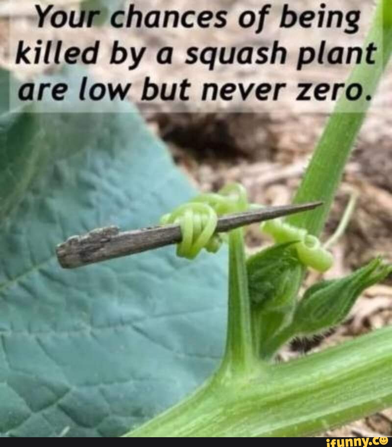 Squash memes. Best Collection of funny Squash pictures on iFunny