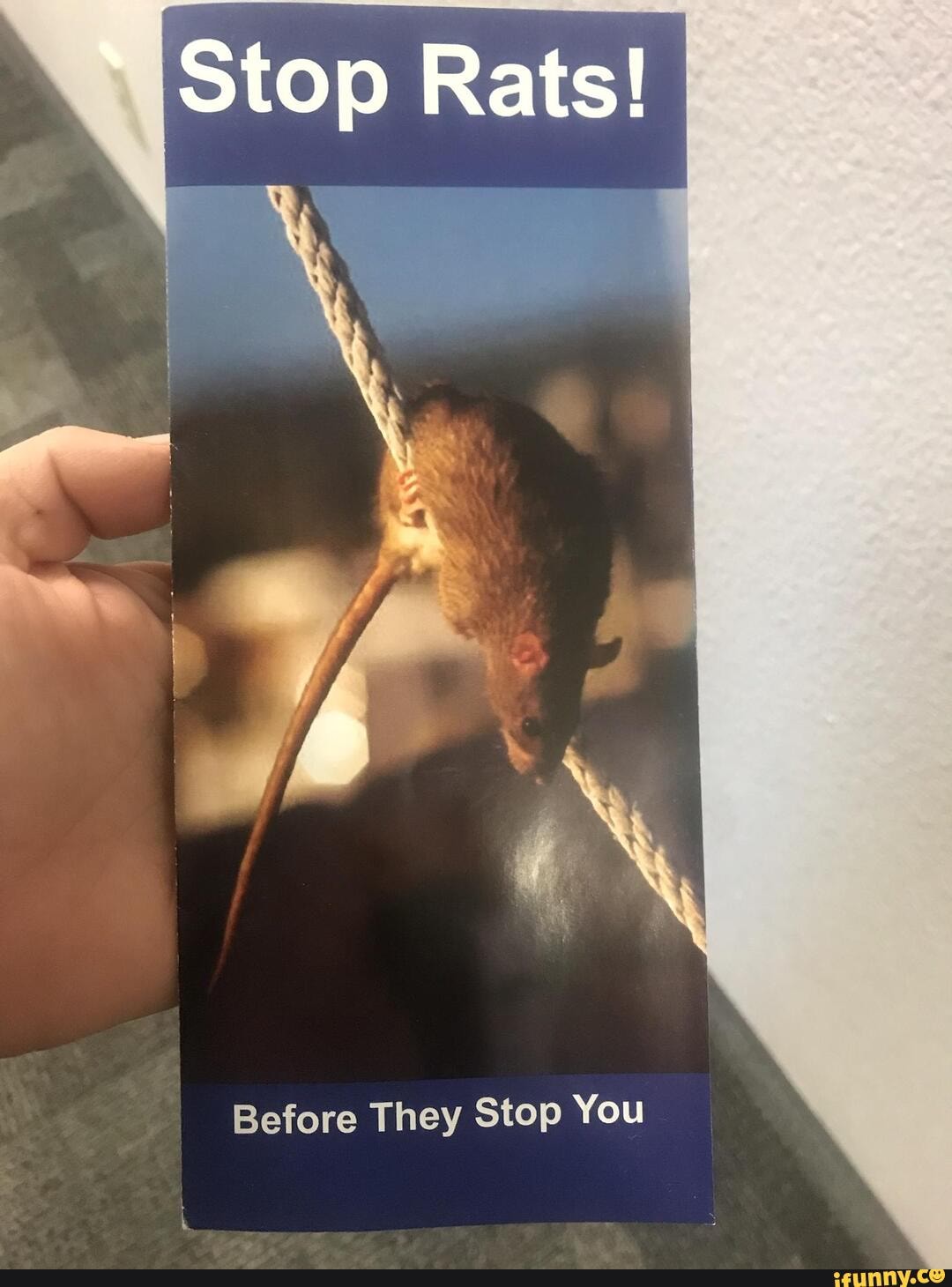 Health inspector infographics - Stop Rats! Before They Stop You - iFunny