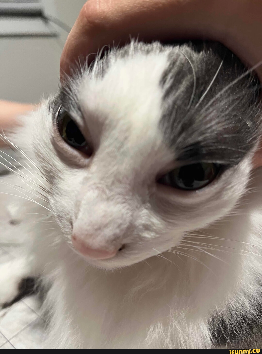 Bingus memes. Best Collection of funny Bingus pictures on iFunny