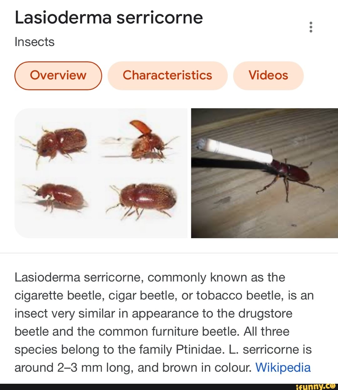 Lasioderma serricorne Insects Overview Characteristics Videos LAY ...