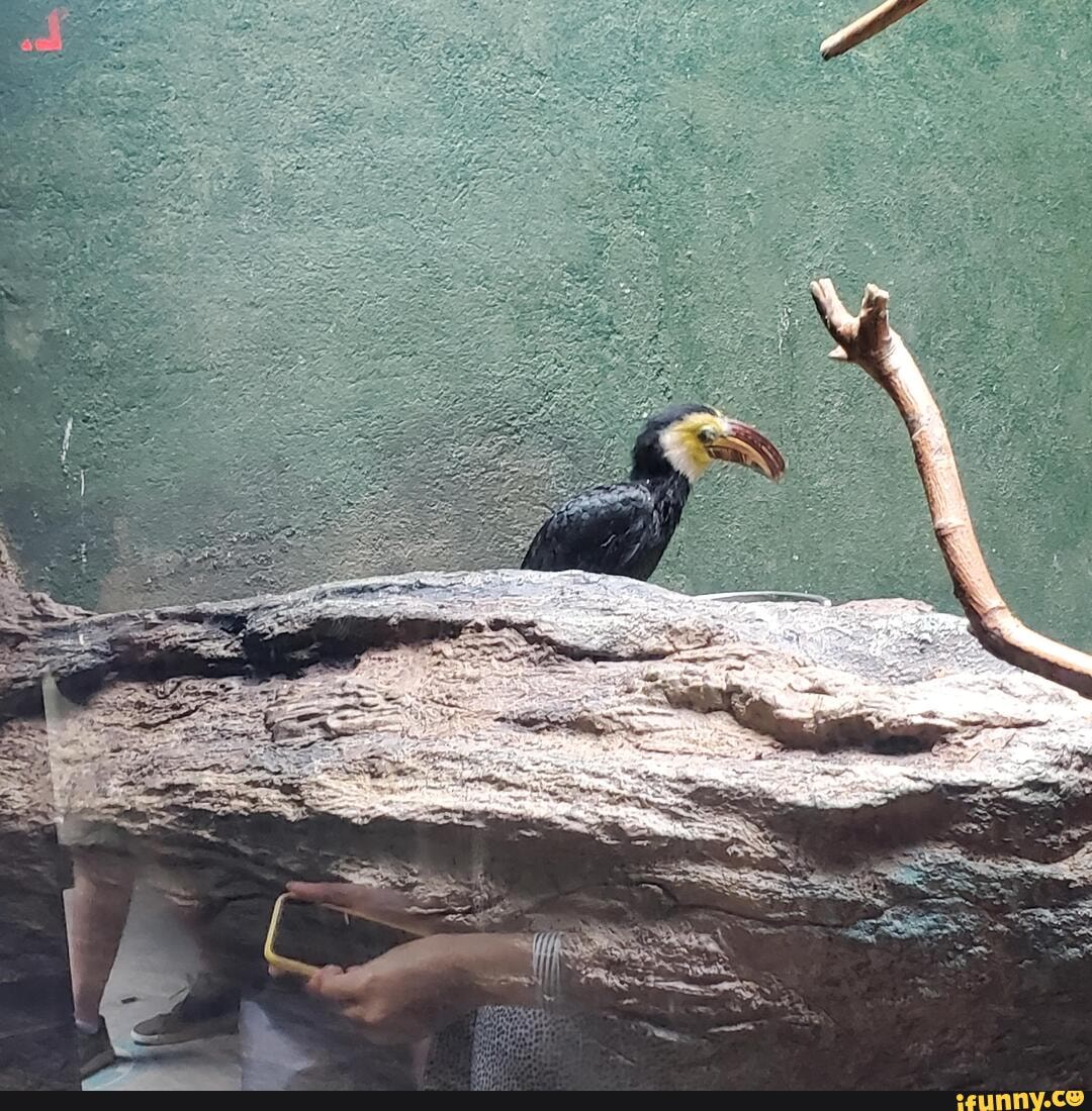 Tucan memes. Best Collection of funny Tucan pictures on iFunny
