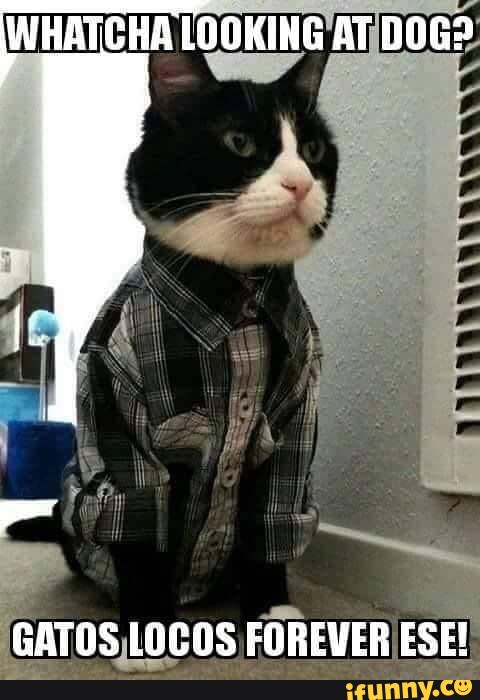 Cholos memes. Best Collection of funny Cholos pictures on iFunny