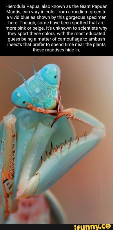 Hierodula Papua, also known as the Giant Papuan Mantis, can vary in ...