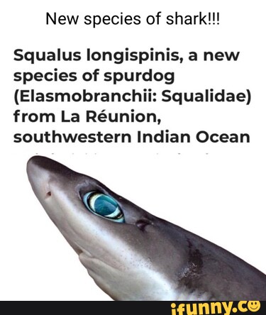 New species of shark!!! Squalus longispinis, a new species of spurdog ...