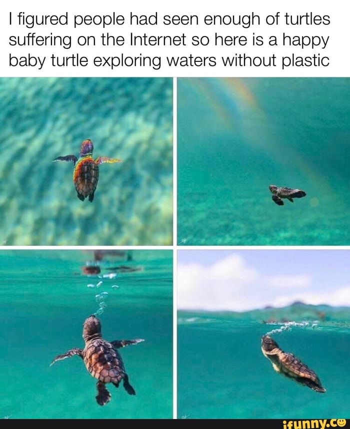 Happy Baby Sea Turtle
