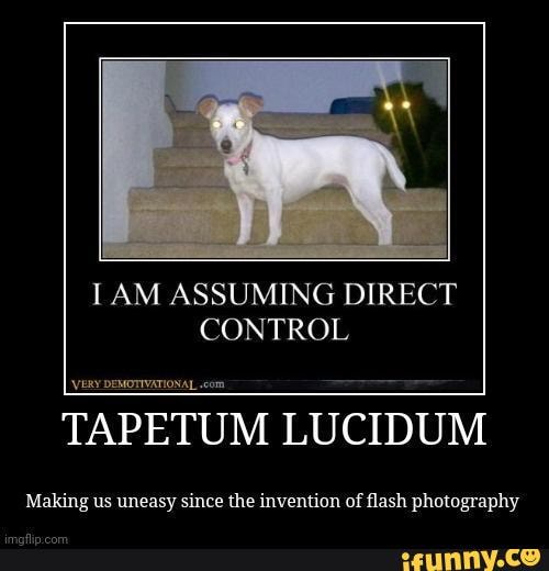 AM ASSUMING DIRECT CONTROL \VERY DEMOTIVATIONAL com TAPETUM LUCIDUM ...