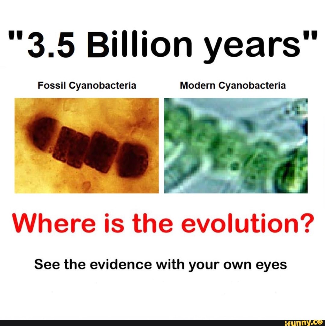 "3.5 Billion years" Fossil Cyanobacteria Modern Cyanobacteria I Where ...