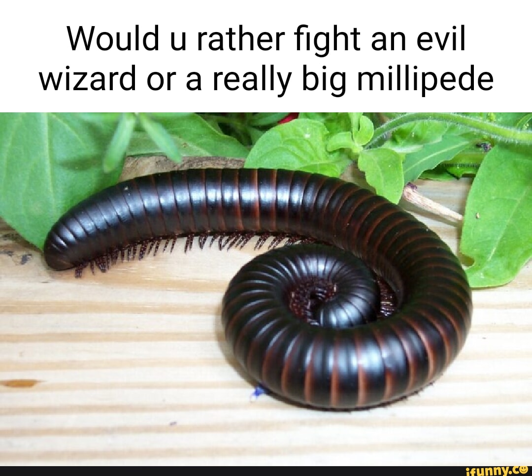Millipede memes. Best Collection of funny Millipede pictures on iFunny