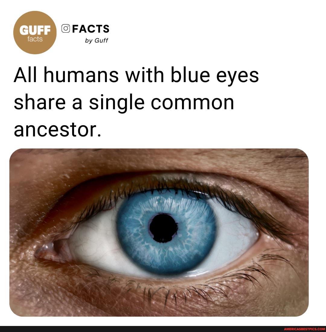 FACTS by Guff All humans with blue eyes share a single common ancestor ...