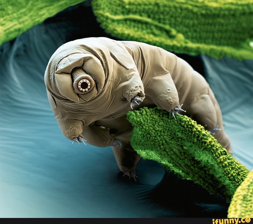 Extremophiles: creatures that can thrive in extreme environmental ...