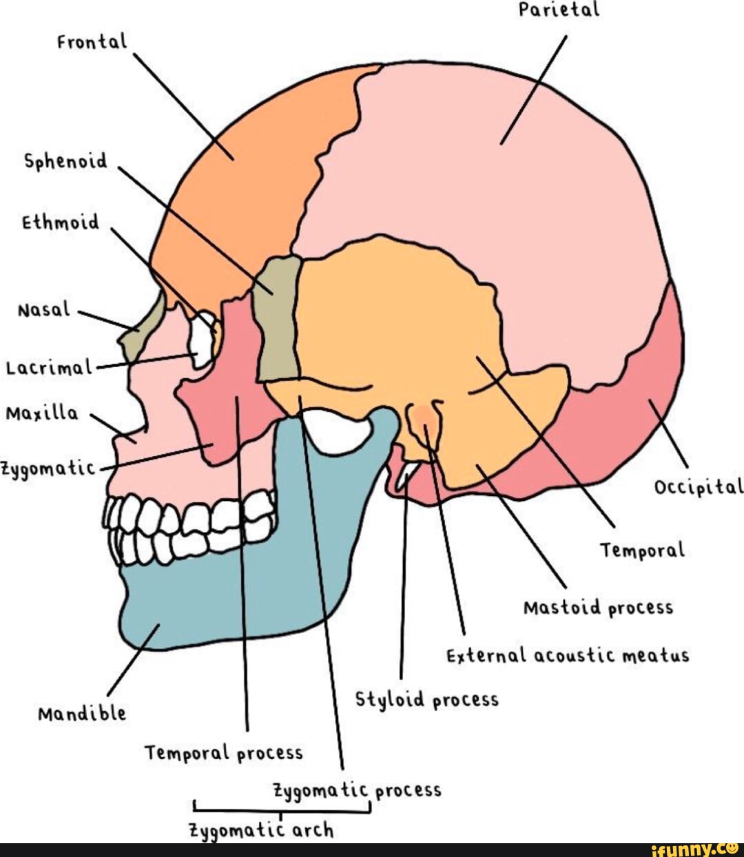 Parvetal Frontal Sphenoid Ethmoid Nasal Lacrimal Maxilla Occipital ...