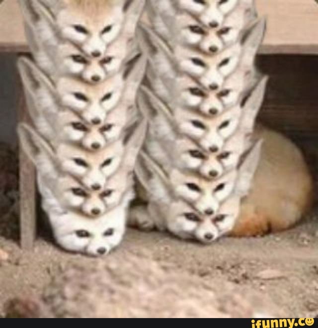 Furdom memes. Best Collection of funny Furdom pictures on iFunny