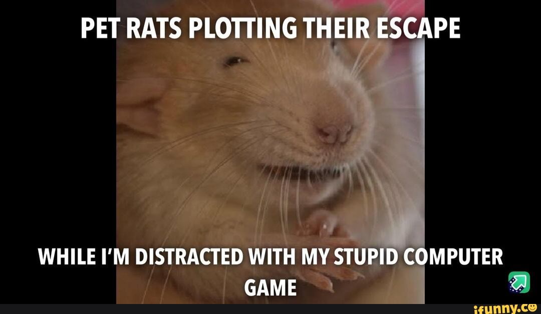 The time is near yes-yes - PET RATS PLOTTING THEIR ESCAPE WHILE I'M ...
