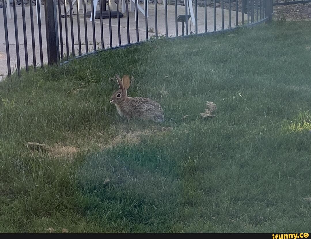 Jackrabbit memes. Best Collection of funny Jackrabbit pictures on iFunny