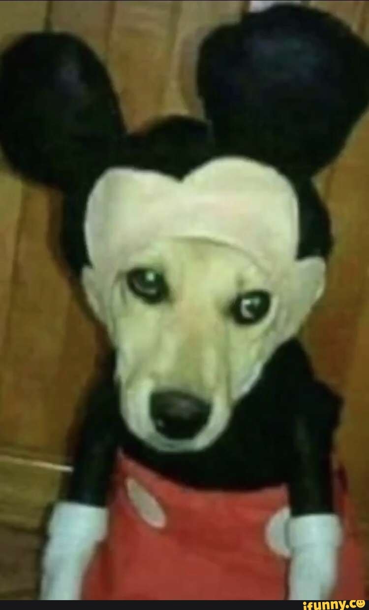 Mickeydog memes. Best Collection of funny Mickeydog pictures on iFunny