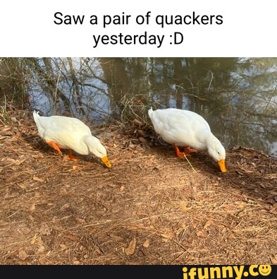 Quackers memes. Best Collection of funny Quackers pictures on iFunny