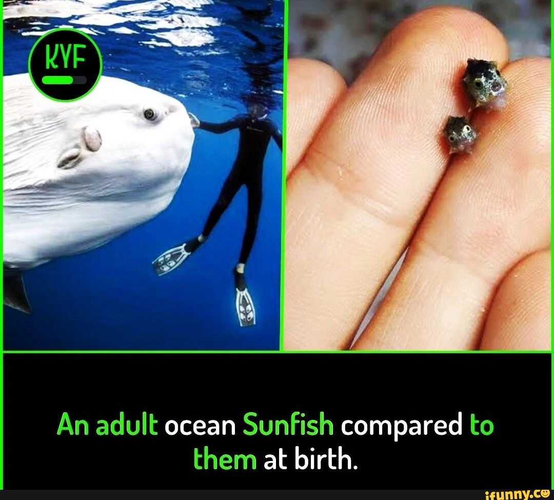 An adult ocean Sunfish compared to them at birth. - iFunny